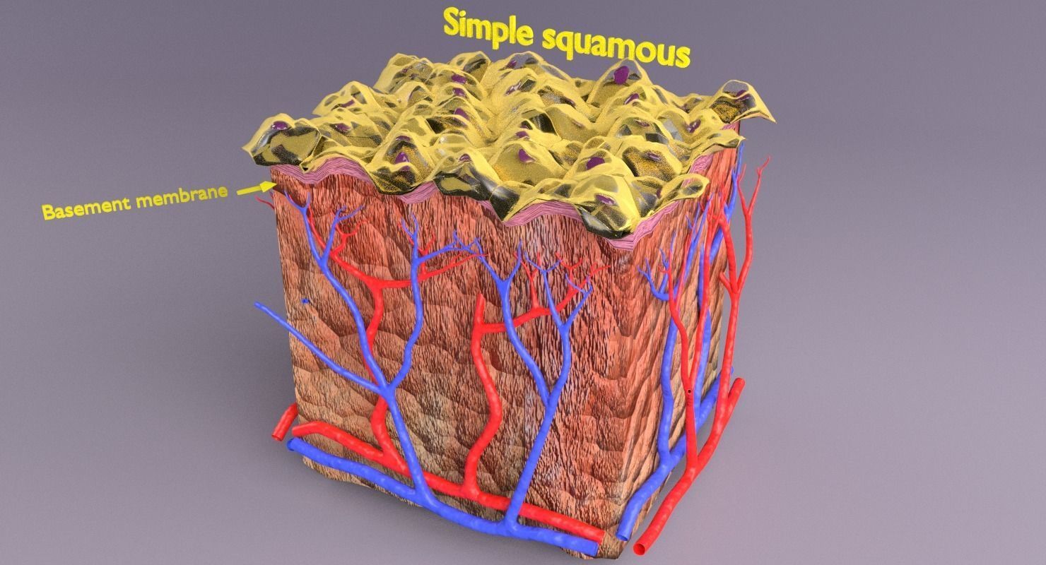 Skin epithelium squamous stratified 3D model | CGTrader