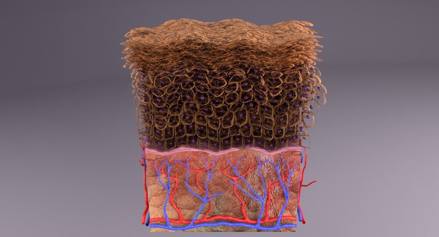 Skin epithelium squamous stratified 3D model | CGTrader