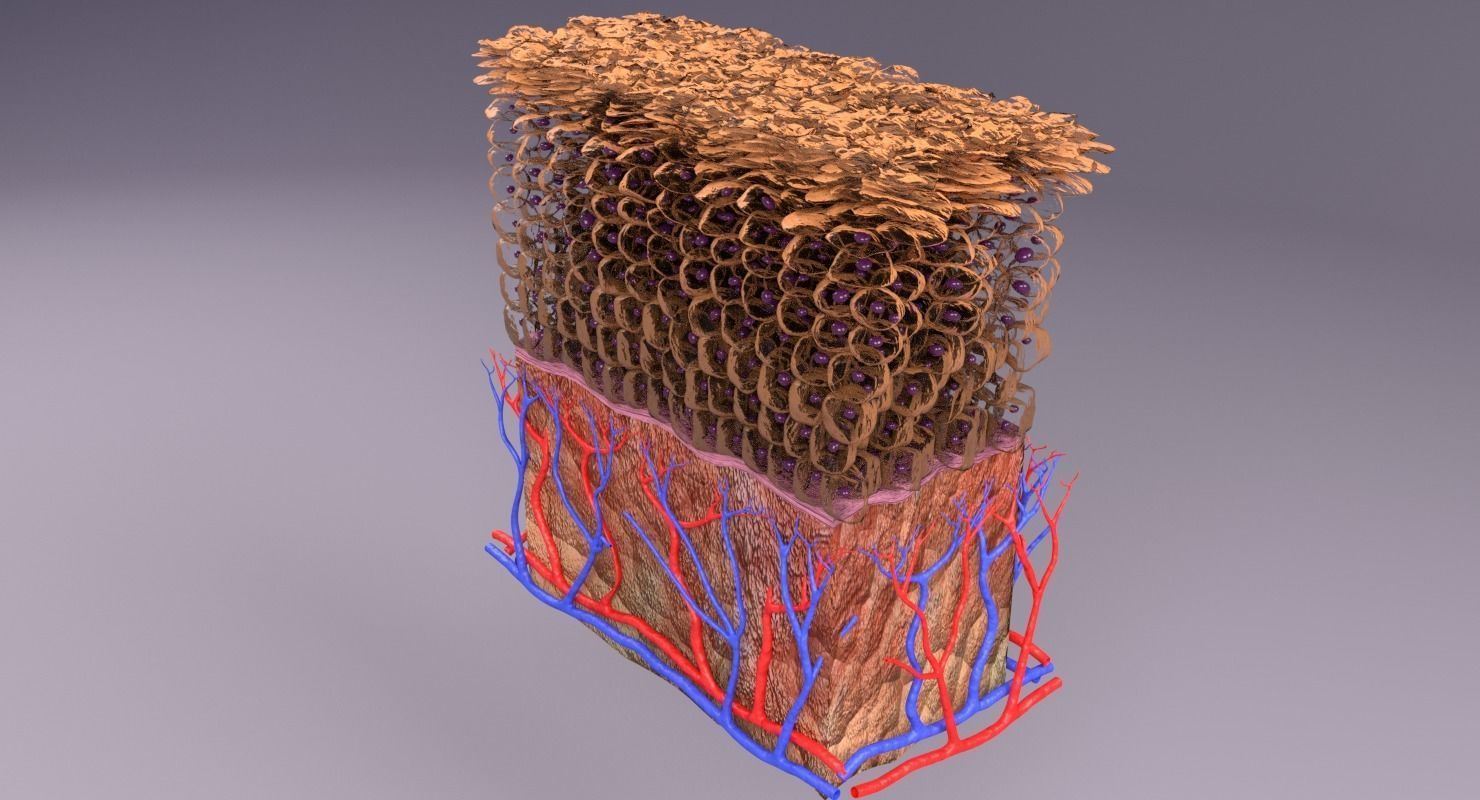 Skin epithelium squamous stratified 3D model | CGTrader