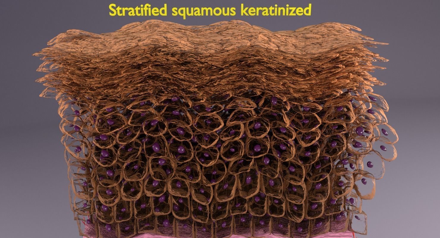 Skin epithelium squamous stratified 3D model | CGTrader
