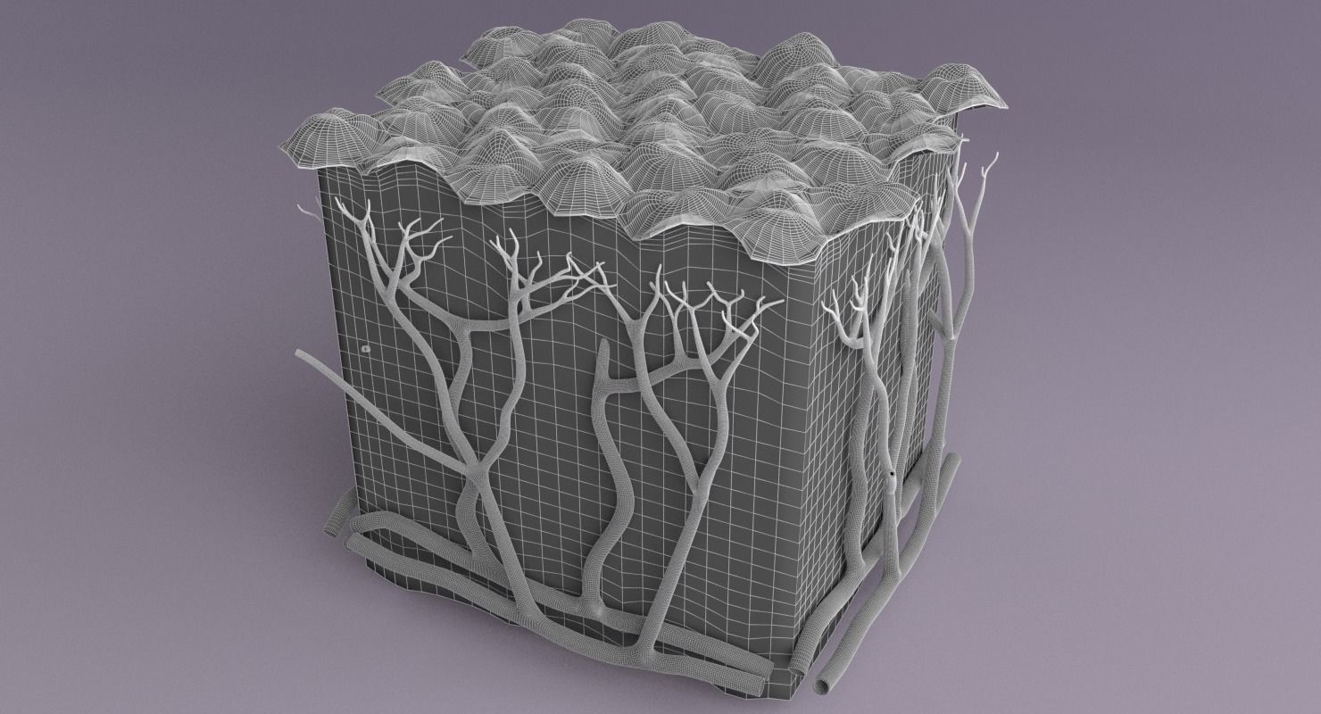 Skin epithelium squamous stratified 3D model | CGTrader