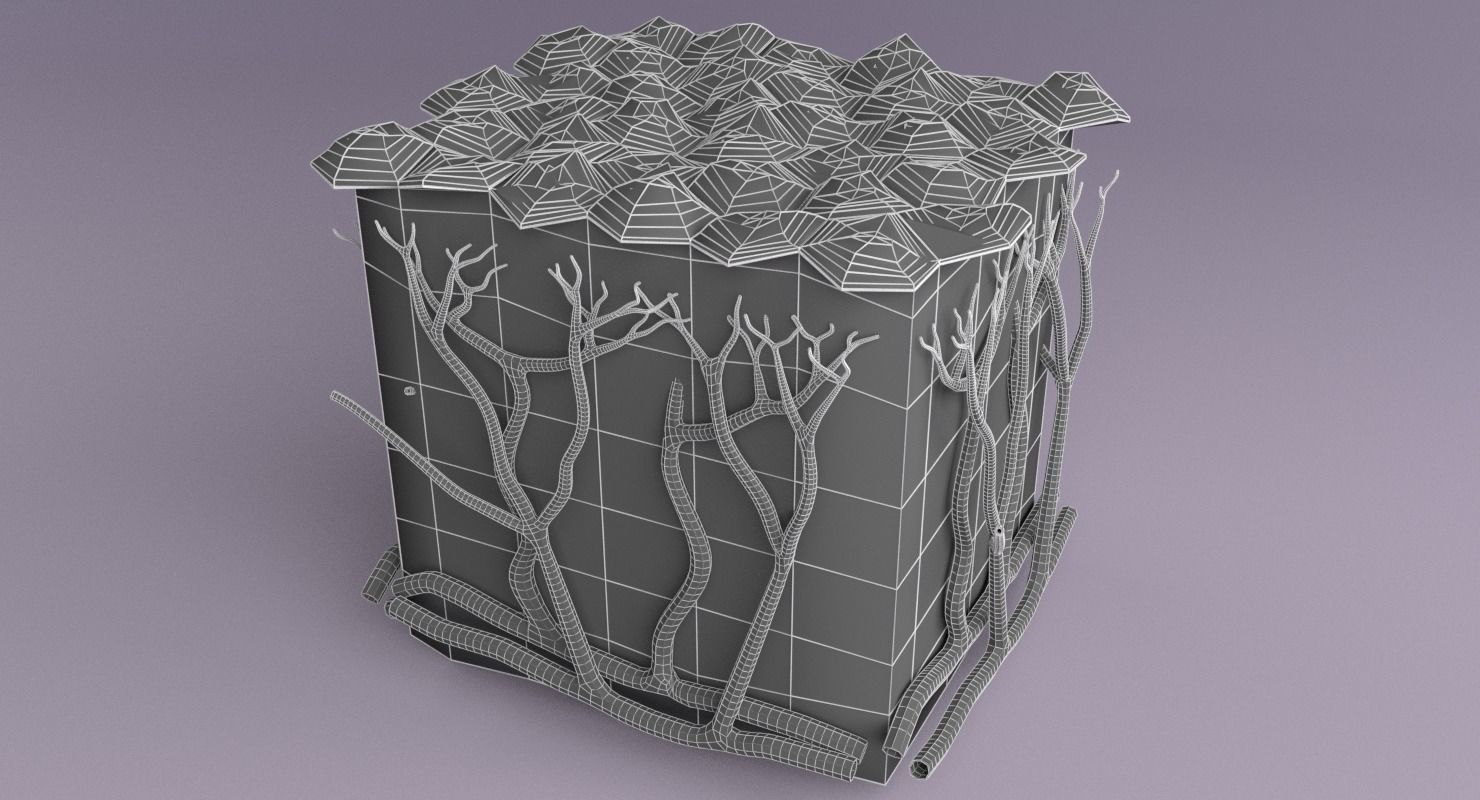 Skin epithelium squamous stratified 3D model | CGTrader