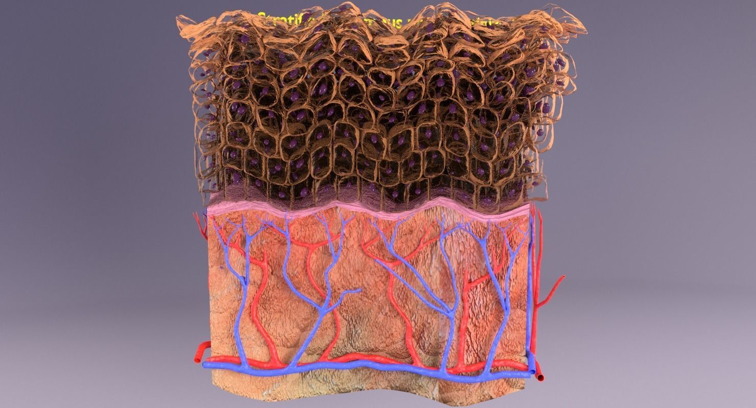 Skin epithelium squamous stratified 3D model | CGTrader