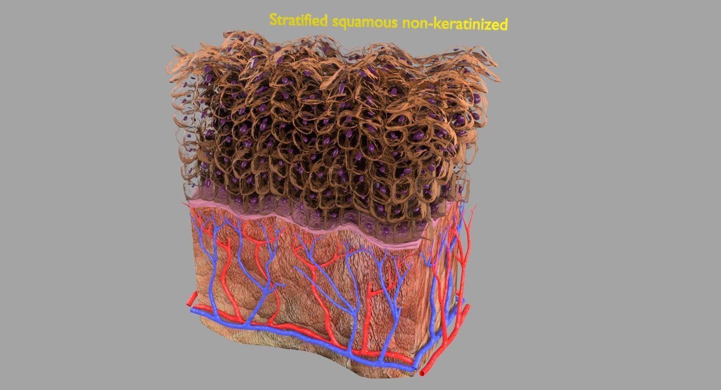 Skin epithelium squamous stratified 3D model | CGTrader