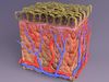 epithelium cuboidal 3D model | CGTrader