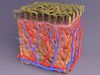 epithelium cuboidal 3D model | CGTrader
