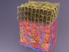 epithelium cuboidal 3D model | CGTrader