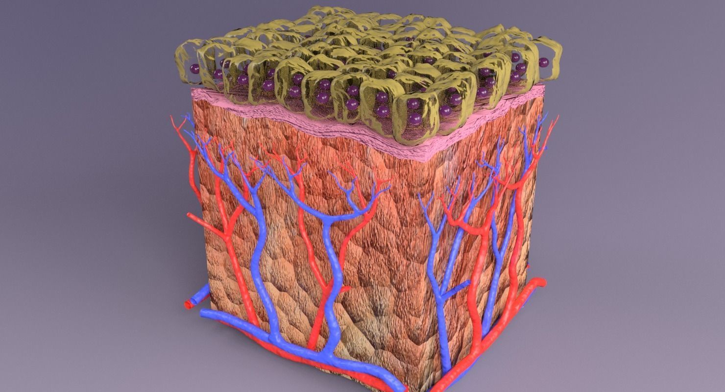epithelium cuboidal 3D model | CGTrader