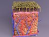 epithelium cuboidal 3D model | CGTrader
