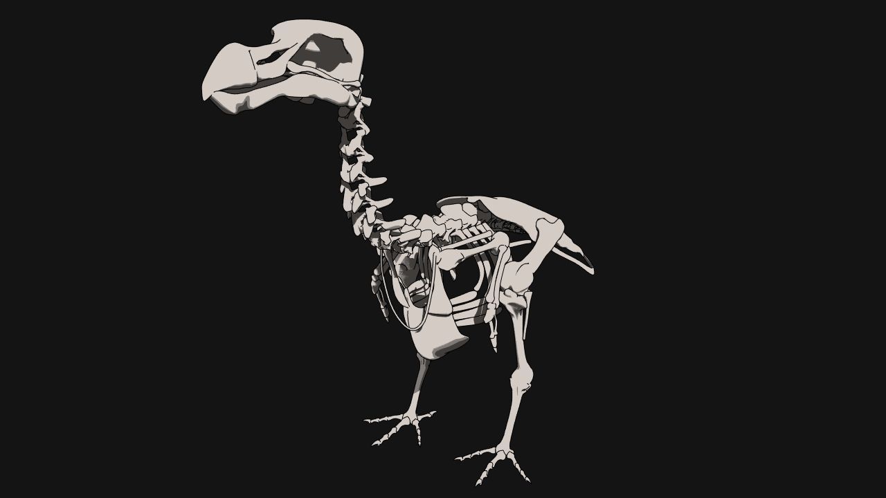 Dodo Skeleton 3D model 3D printable | CGTrader