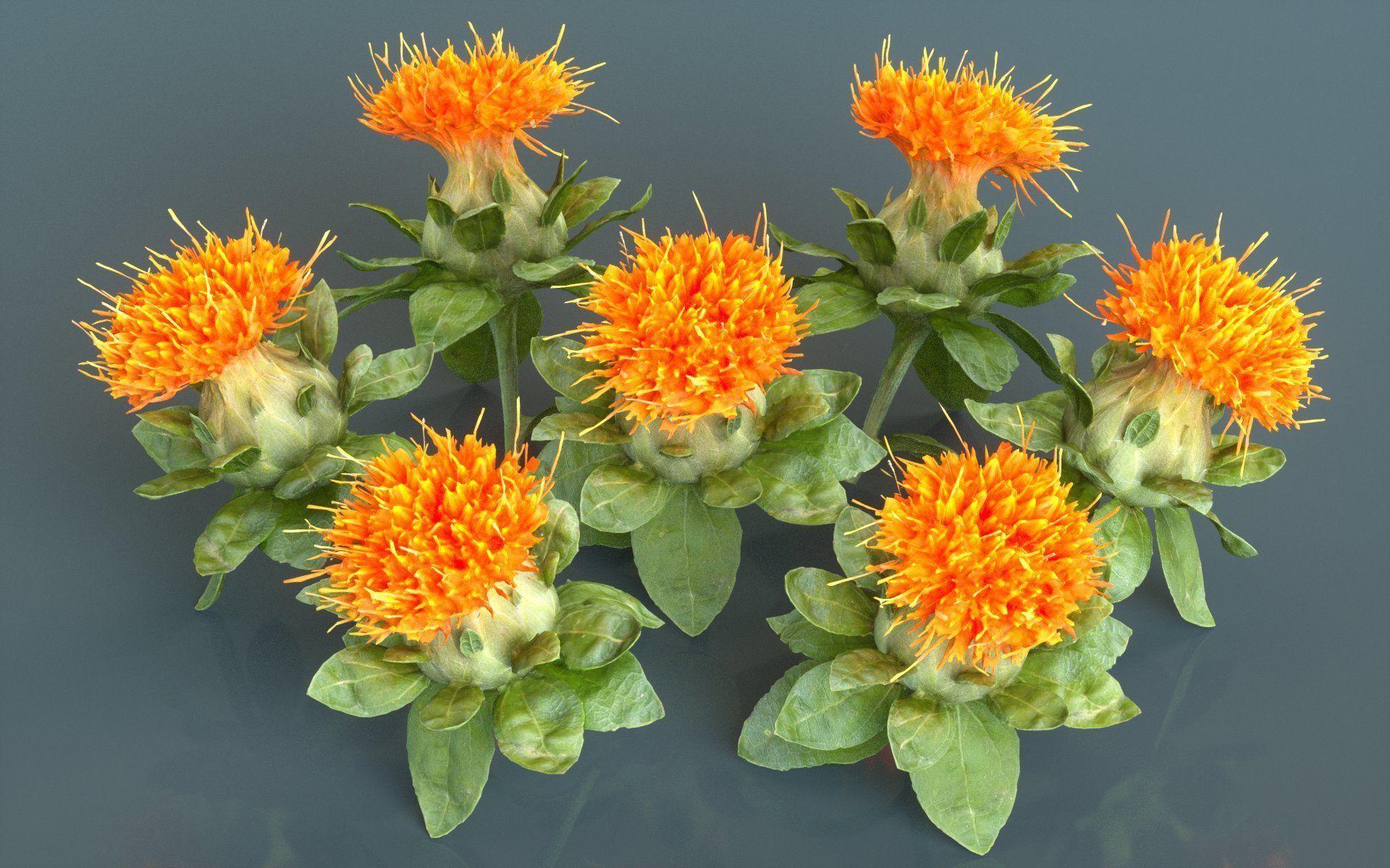 3D model Safflower Carthamus Tinctorius VR / AR / low-poly | CGTrader