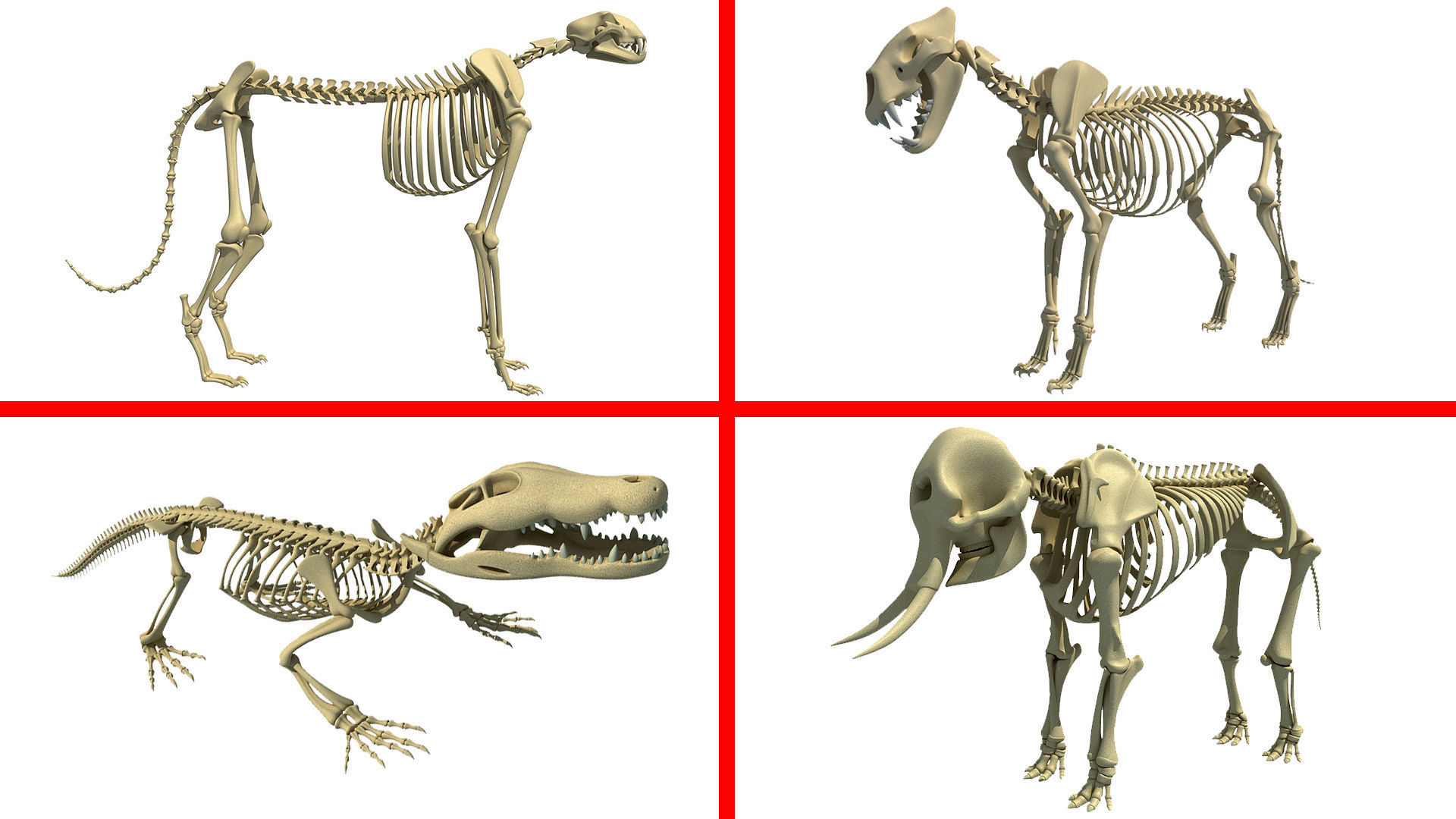 African Animal Skeleton Models 3D Model Collection | CGTrader