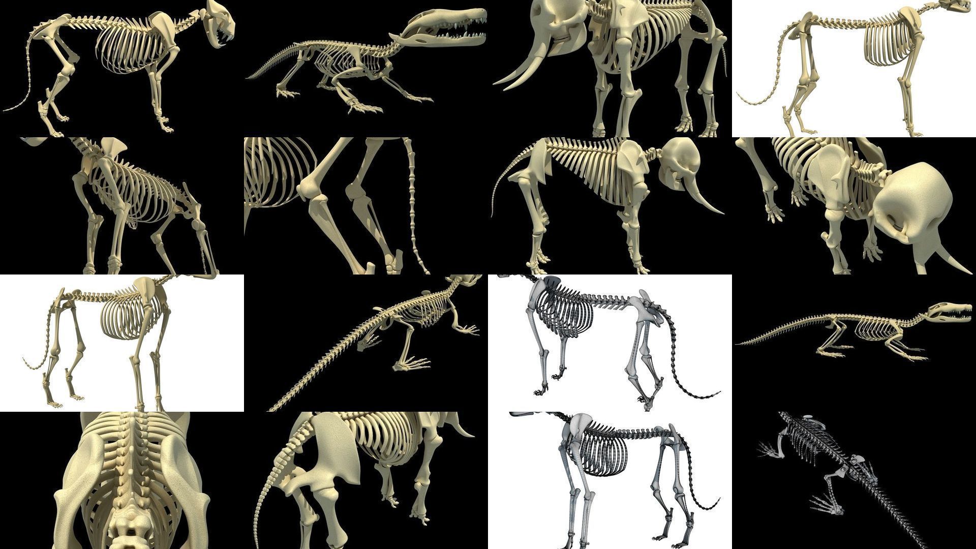 African Animal Skeleton Models 3D Model Collection | CGTrader