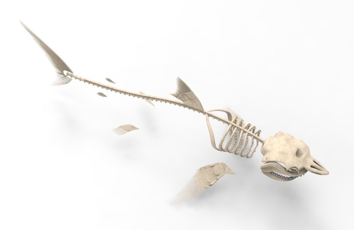 Great White Shark Skeleton 3D Model 3D model rigged | CGTrader
