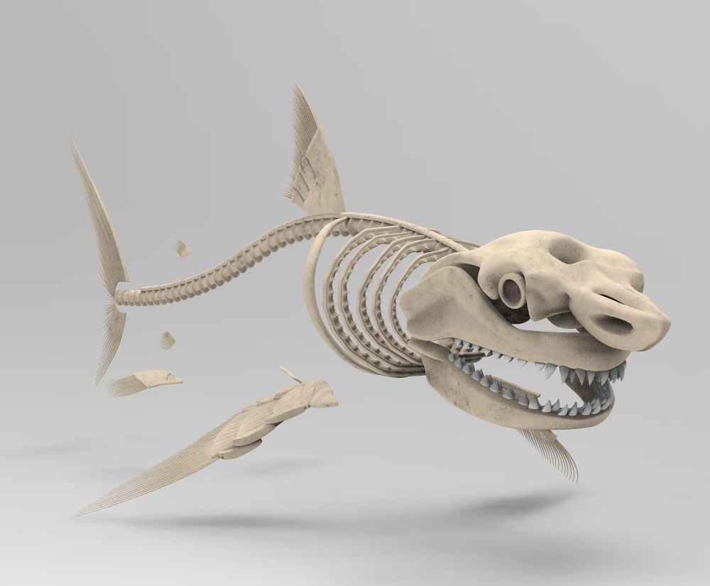 Great White Shark Skeleton 3D Model 3D model rigged | CGTrader