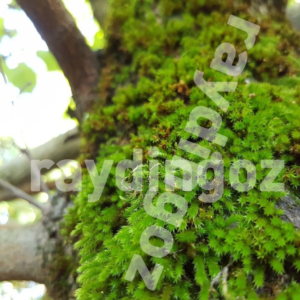 Texture Simple Seamless Moss Texture VR / AR / low-poly | CGTrader