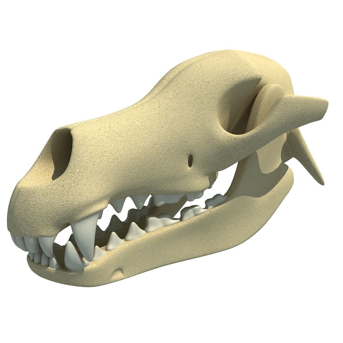 Animal Skulls 3D Models Collection | CGTrader