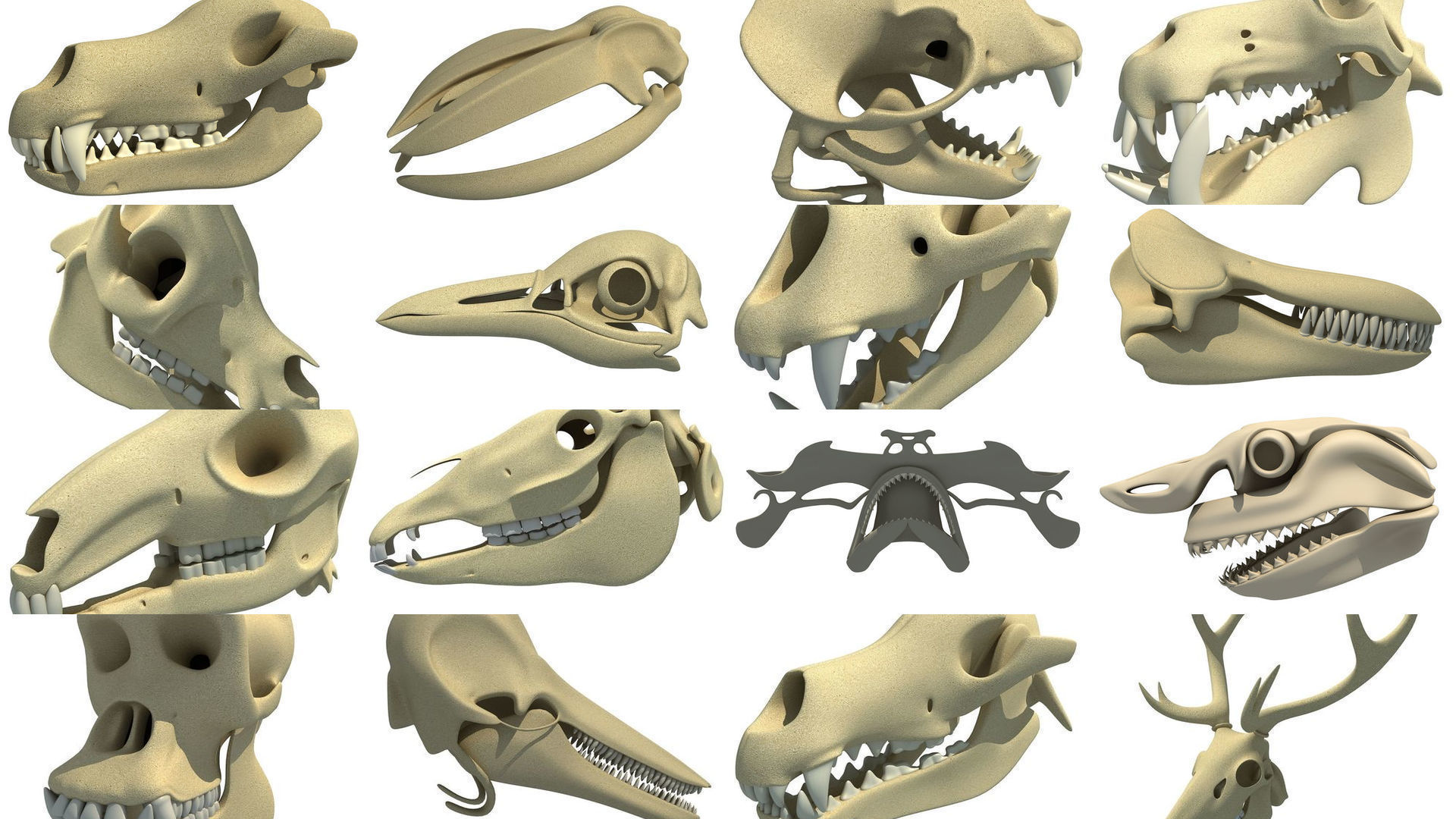 Animal Skulls 3D Models Collection | CGTrader