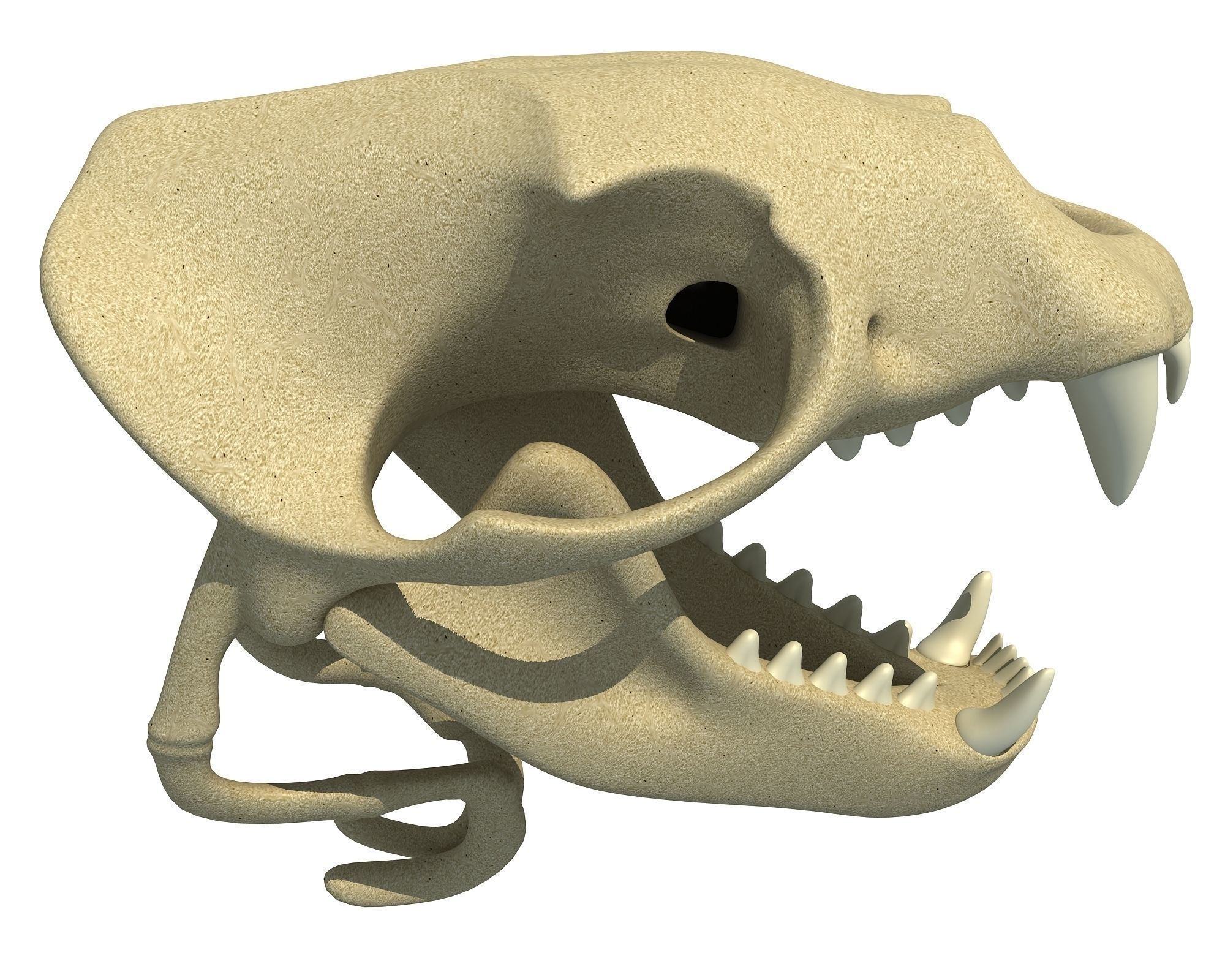 Animal Skulls 3D Models Collection | CGTrader