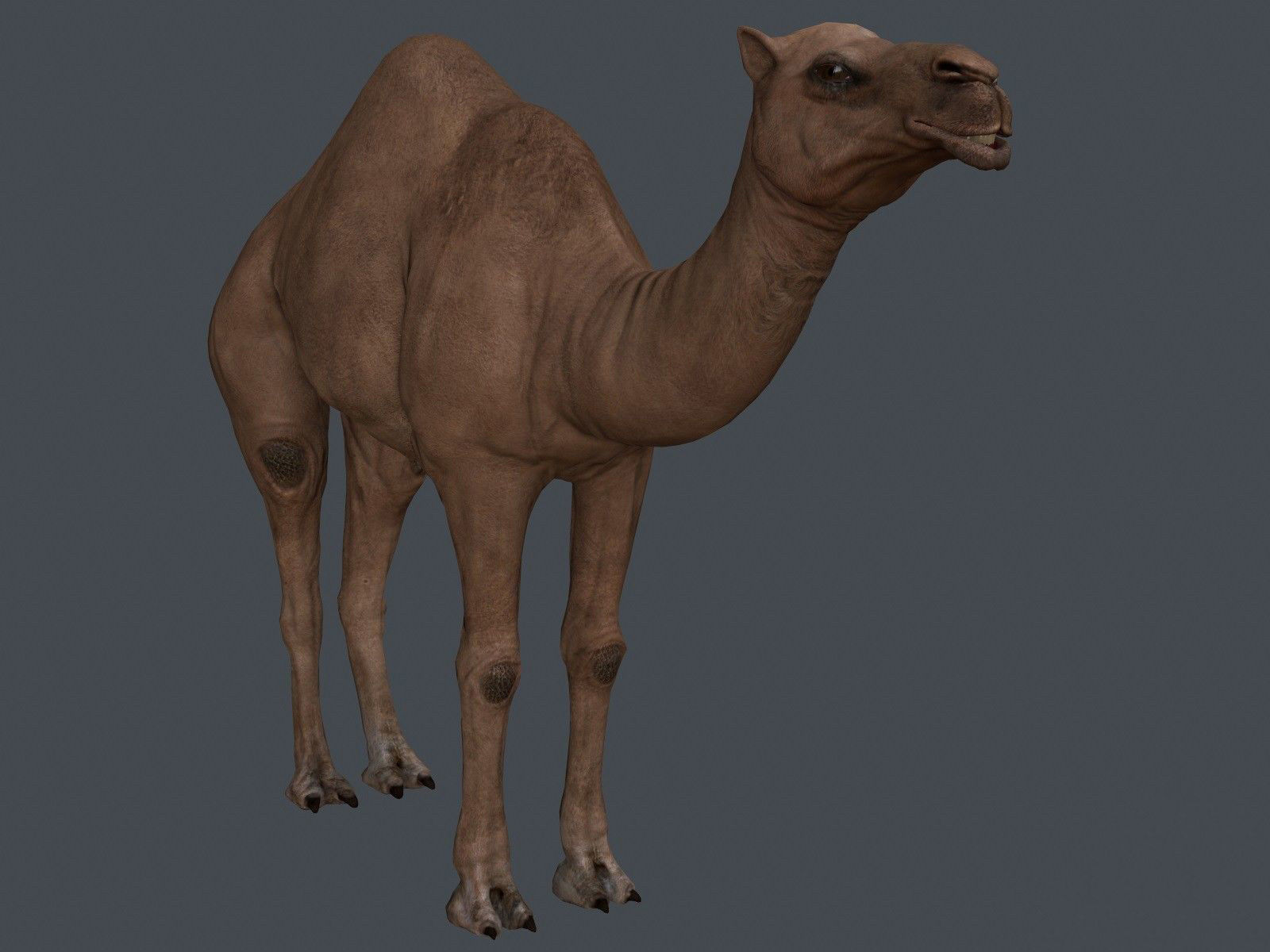 3D model Camel in game VR / AR / low-poly | CGTrader