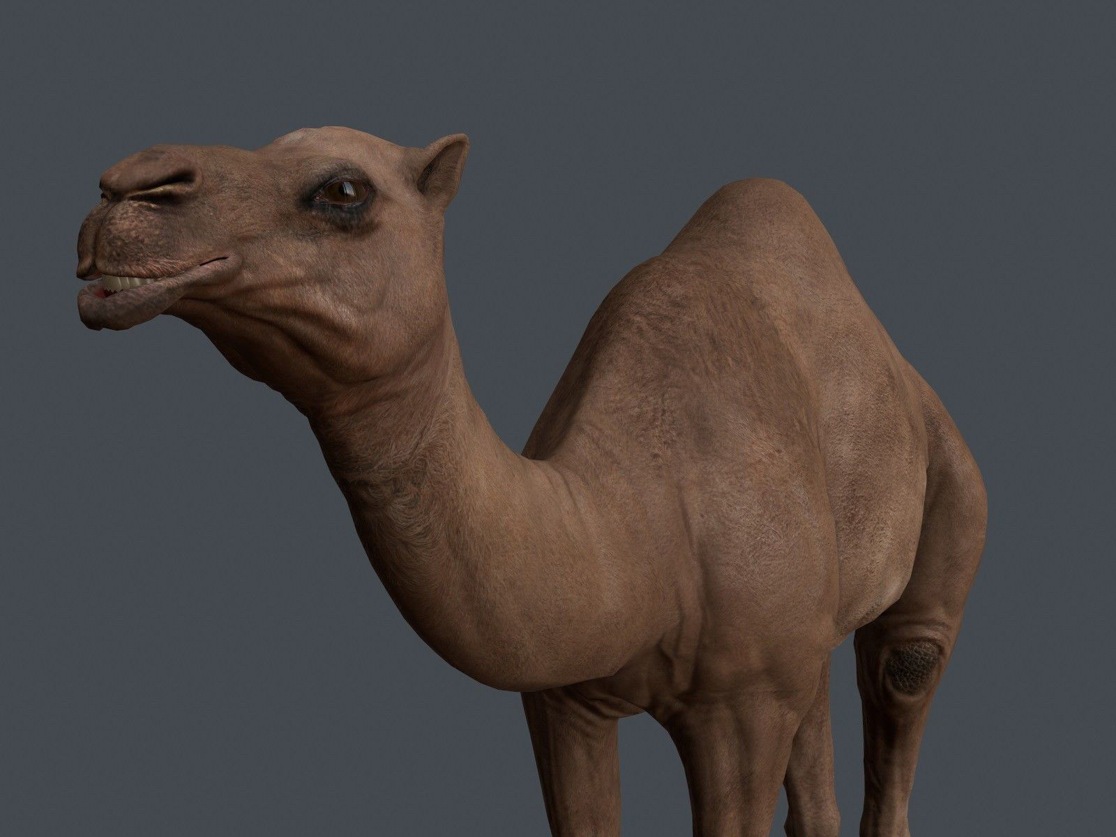 3D model Camel in game VR / AR / low-poly | CGTrader