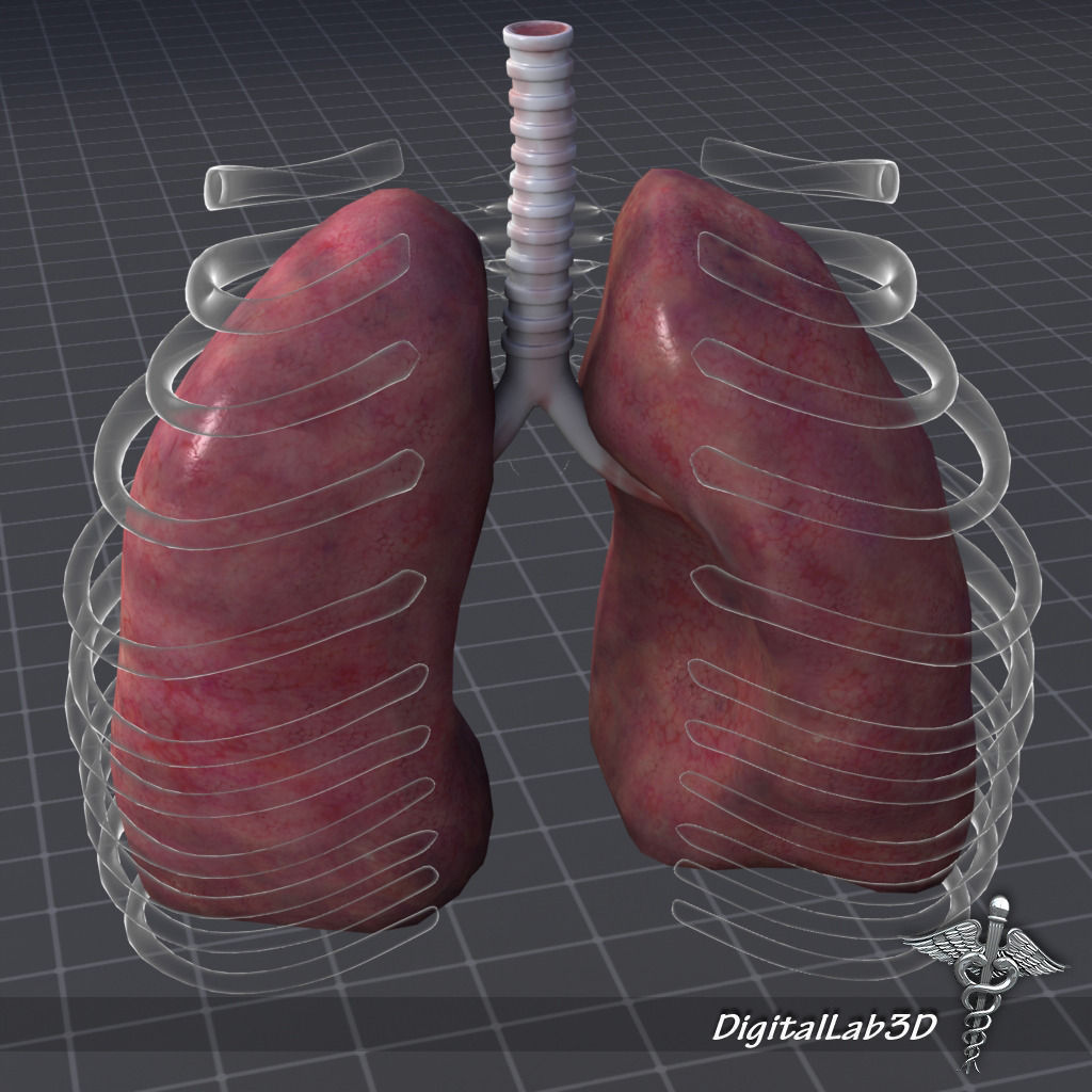 Respiratory System 3D Model Collection | CGTrader