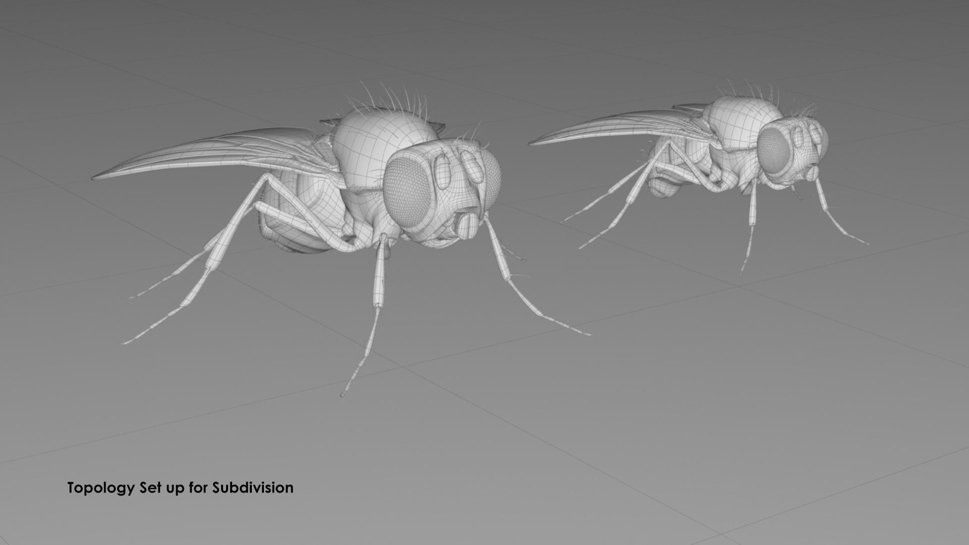 Fruit Flies Accurate - Male and Female 3D model rigged | CGTrader