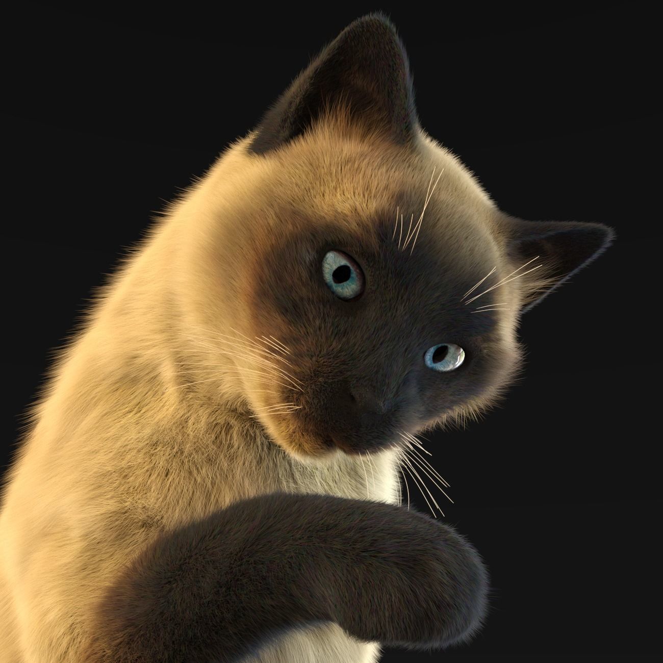 Siamese cat 3D model | CGTrader
