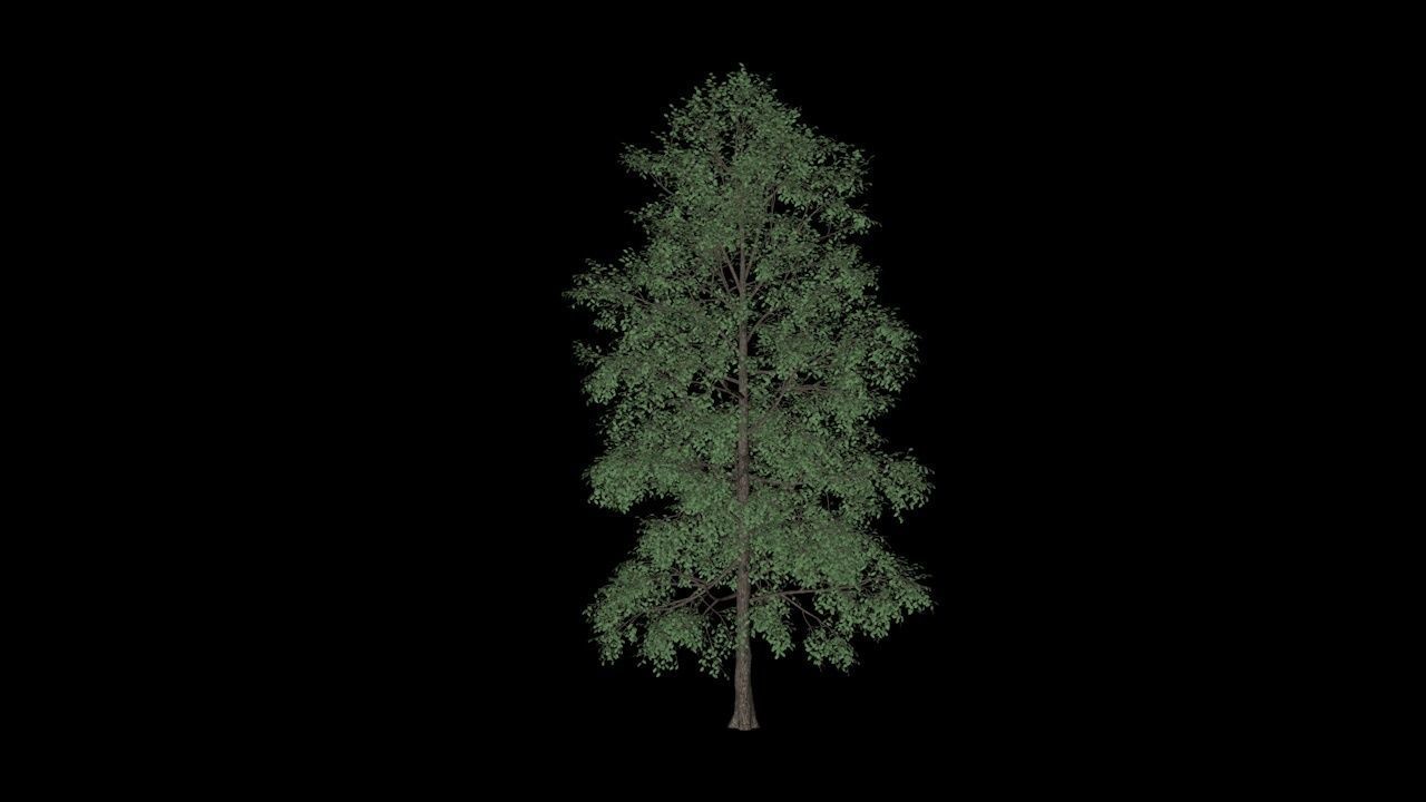 Ultra Realistic Trees 3D model | CGTrader