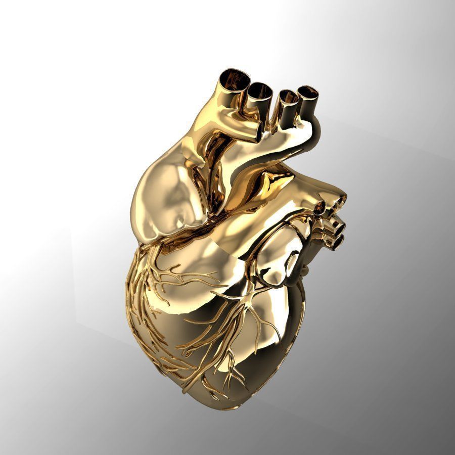 human heart 3D model | CGTrader