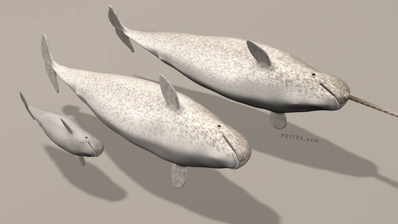 Narwhal Whales Family - Monodon Monoceros - Male Female Calf - 3D model ...