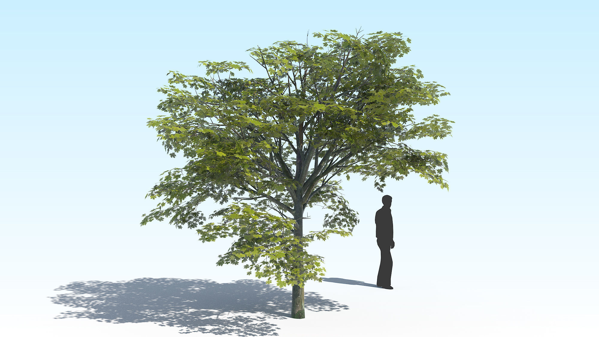 Maple Acer Tree 01 ArchViz 3D model | CGTrader