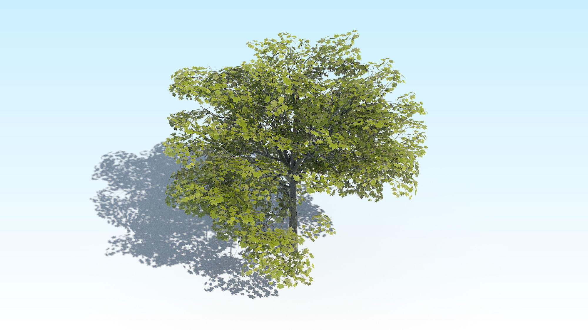 Maple Acer Tree 01 ArchViz 3D model | CGTrader