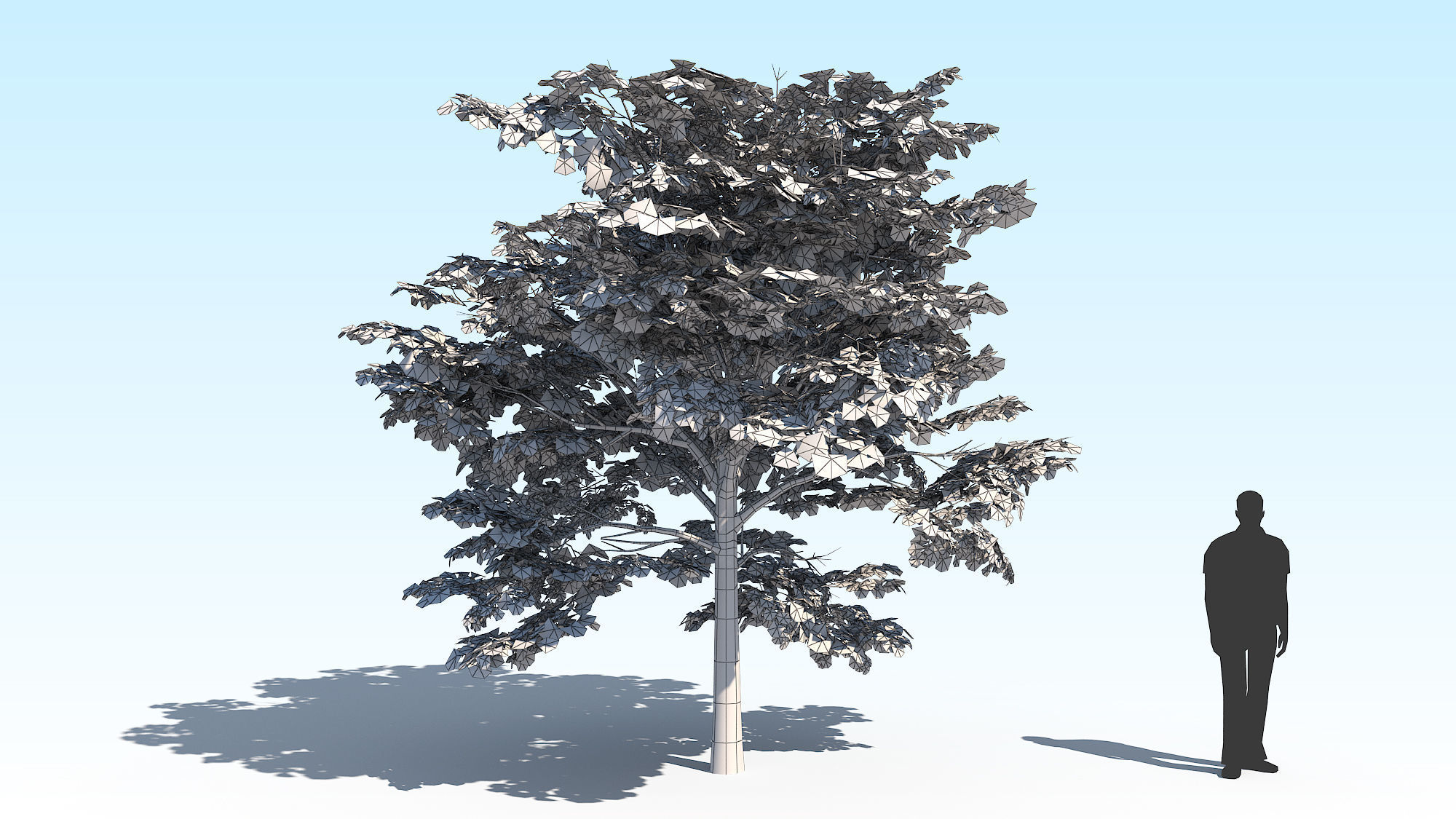 Maple Acer Tree 01 ArchViz 3D model | CGTrader