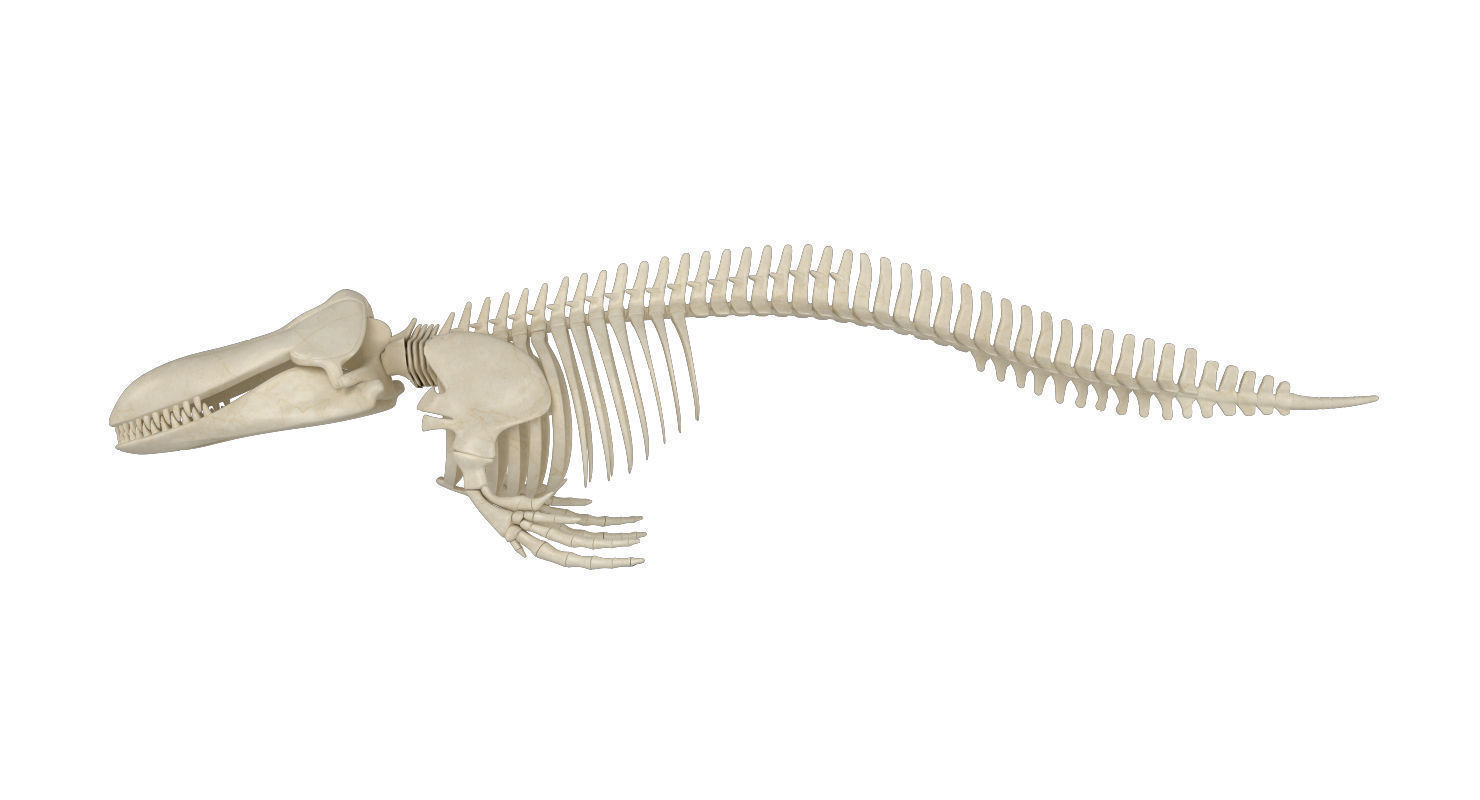 Killer Whale Orca Skeleton 3D model | CGTrader