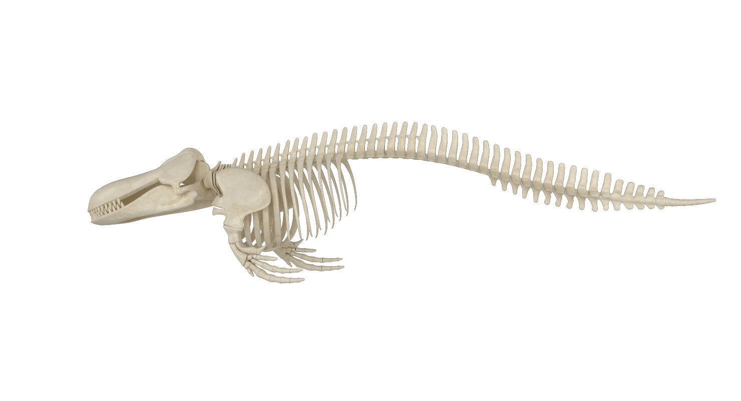 Killer Whale Orca Skeleton 3D model | CGTrader