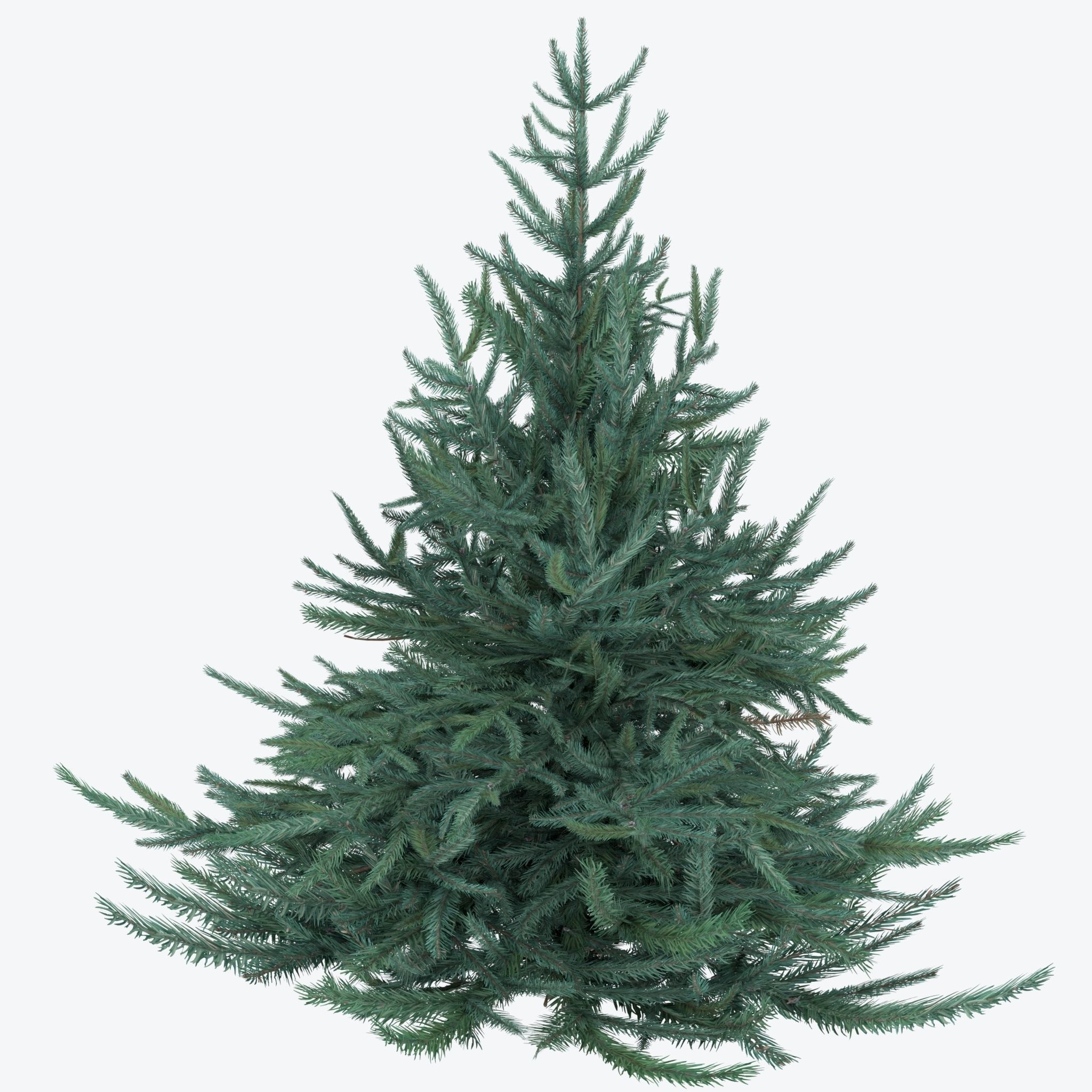 3D model Firtree fir tree VR / AR / low-poly | CGTrader