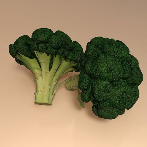Broccoli 3D Model .obj .3ds .3dm .dwg - CGTrader.com