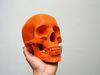 Simplified Human Skull free 3D model 3D printable | CGTrader
