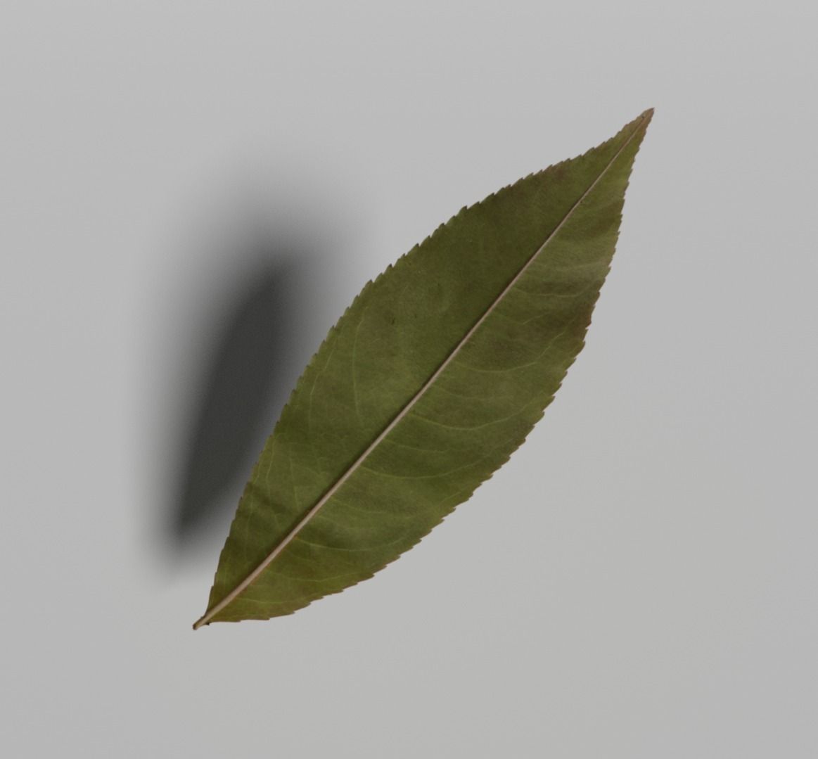 3D model Lowpoly Leaves Pack VR / AR / low-poly | CGTrader