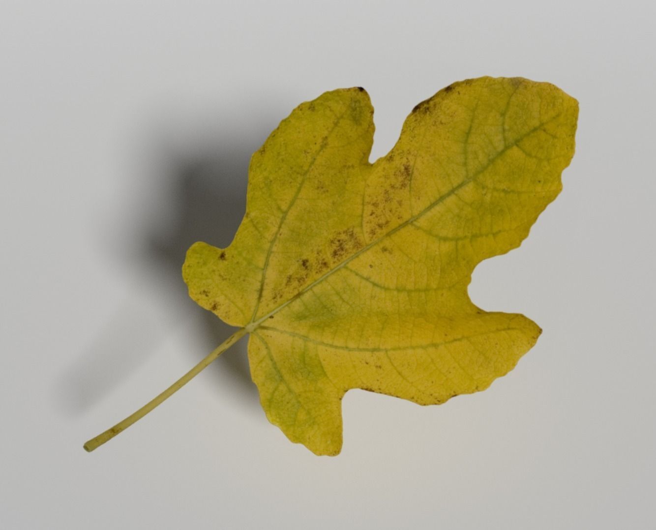 3D model Lowpoly Leaves Pack VR / AR / low-poly | CGTrader
