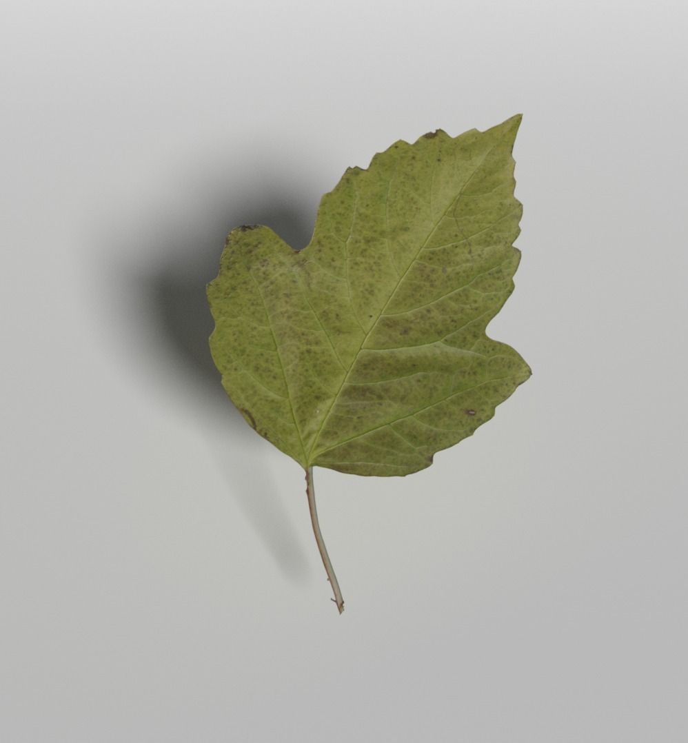 3D model Lowpoly Leaves Pack VR / AR / low-poly | CGTrader