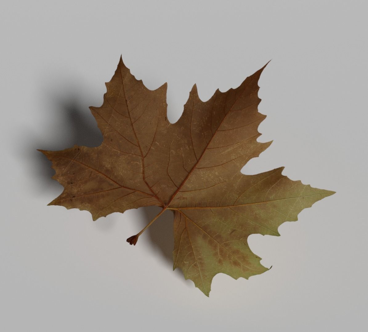 3D model Lowpoly Leaves Pack VR / AR / low-poly | CGTrader