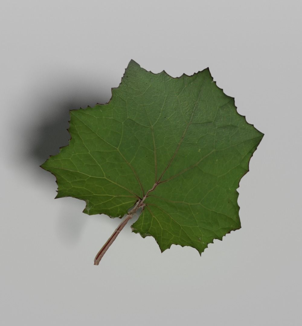 3D model Lowpoly Leaves Pack VR / AR / low-poly | CGTrader