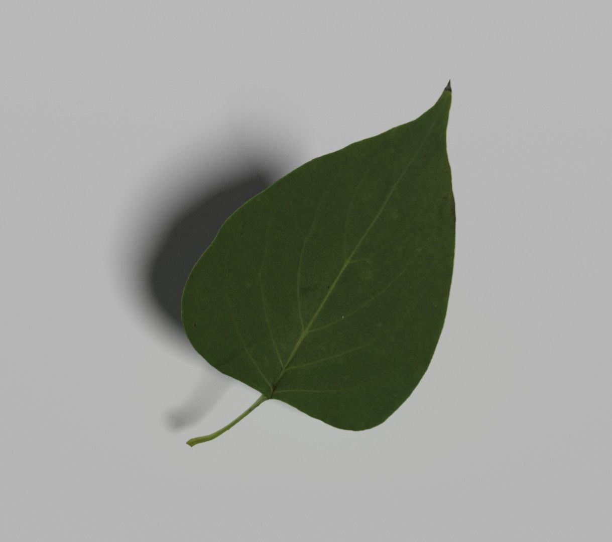 3D model Lowpoly Leaves Pack VR / AR / low-poly | CGTrader