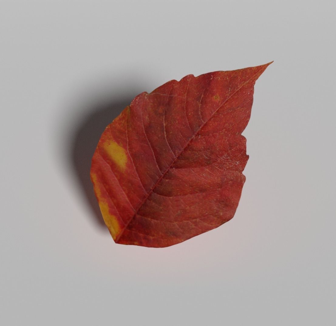 3D model Lowpoly Leaves Pack VR / AR / low-poly | CGTrader