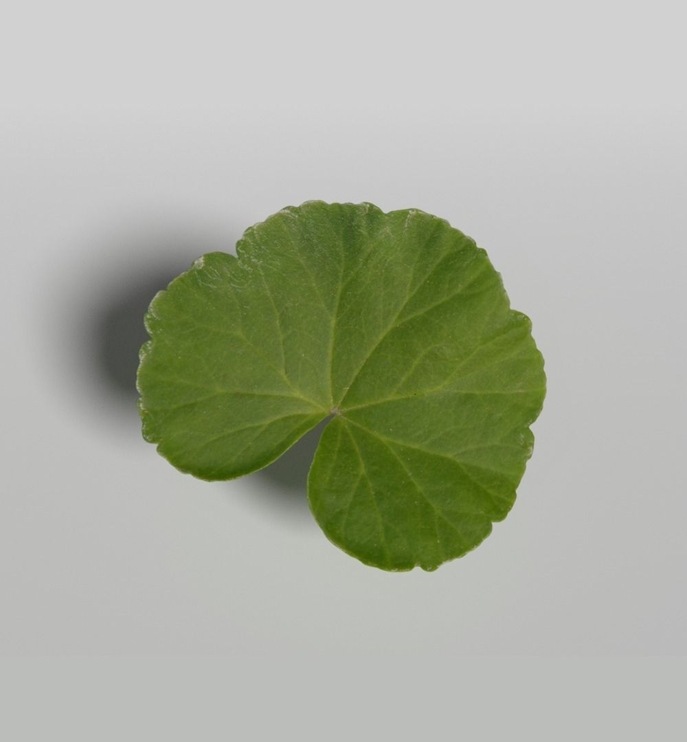 3D model Lowpoly Leaves Pack VR / AR / low-poly | CGTrader