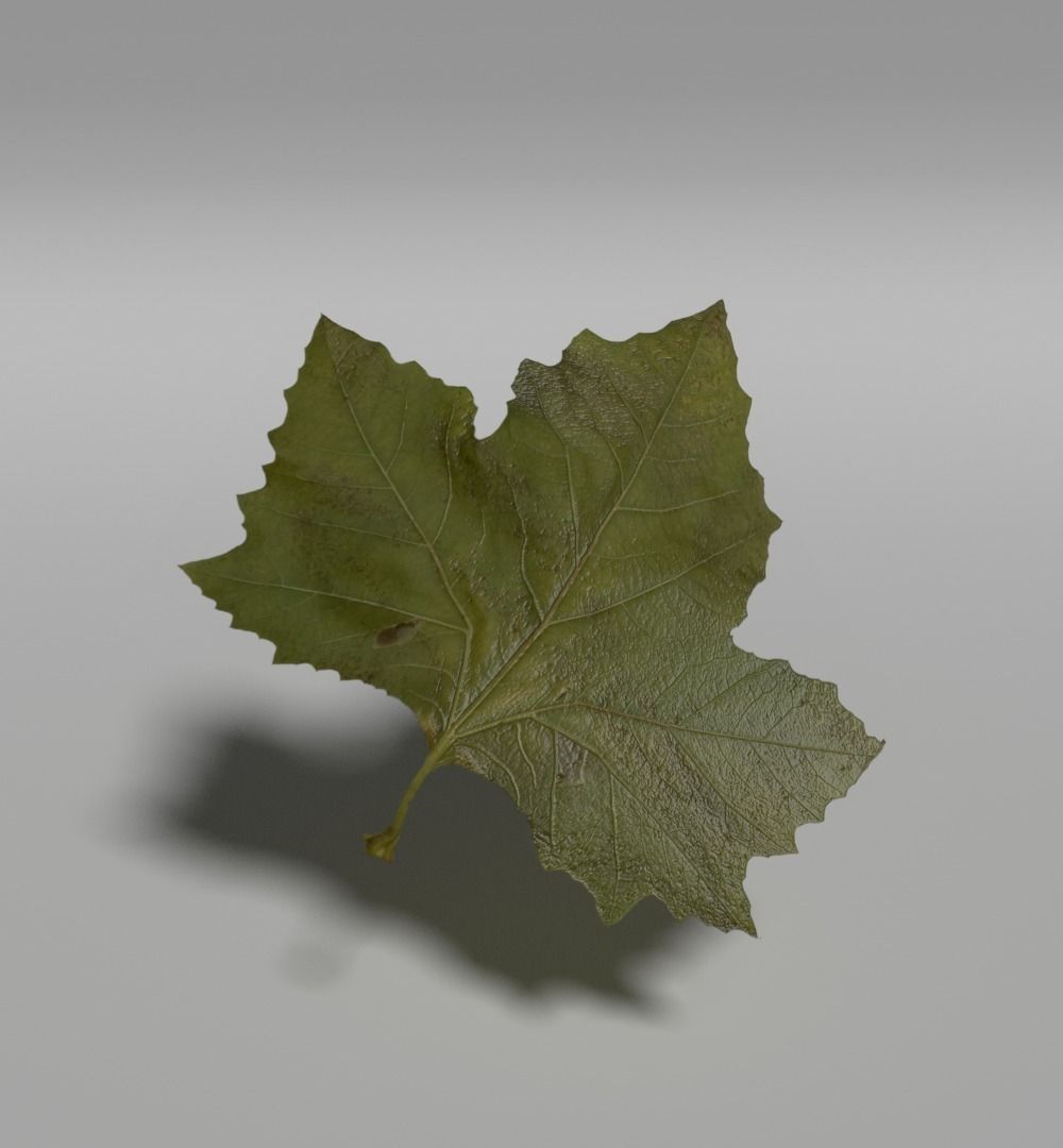 3D model Lowpoly Leaves Pack VR / AR / low-poly | CGTrader