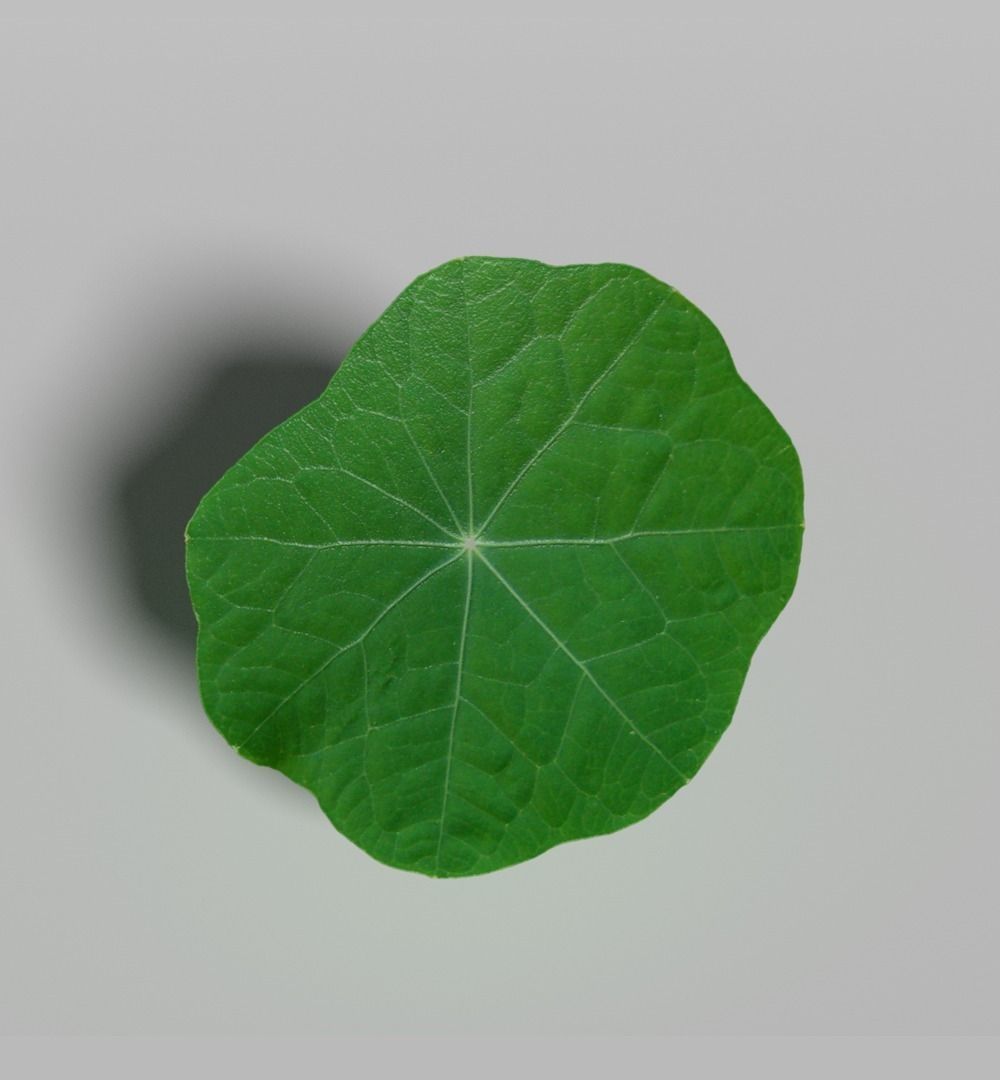 3D model Lowpoly Leaves Pack VR / AR / low-poly | CGTrader