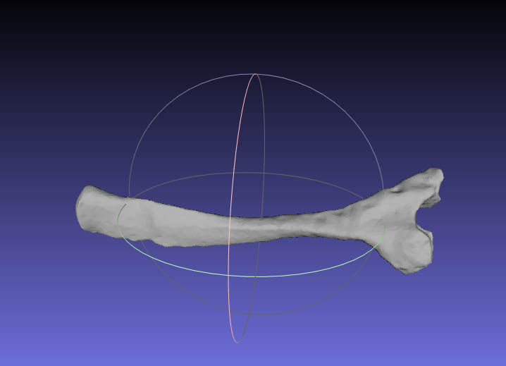 Psittacosaurus Right Ischium free 3D model 3D printable | CGTrader